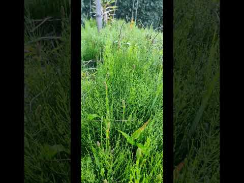 ||pteridophytes||Horsetail|| #pteridophyte #plants #Nature #herbalife #herbalifenutrition