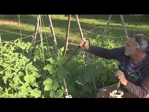 Trellising plants is ‘super important’