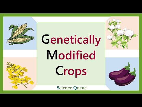 Genetically Modified Crops | Genetic Modification | Transgenic Crops