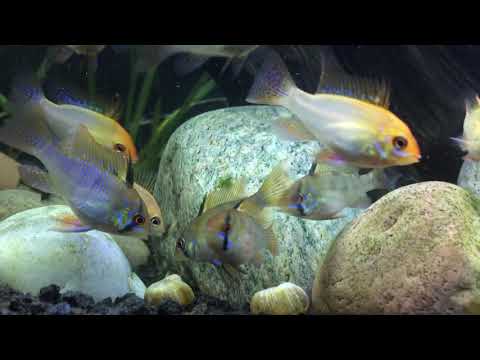 Apistos group tank - General Chat - Aquarium Co-Op Forum