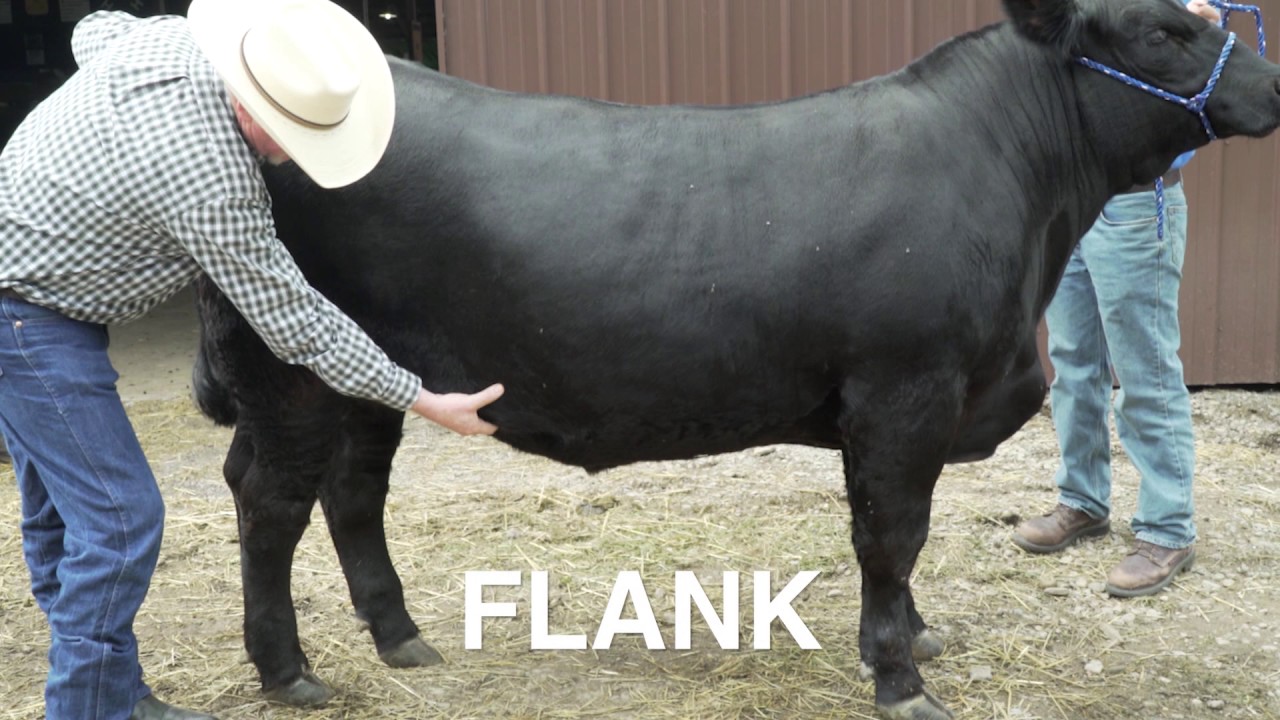 Determining the Market Readiness of Beef Cattle