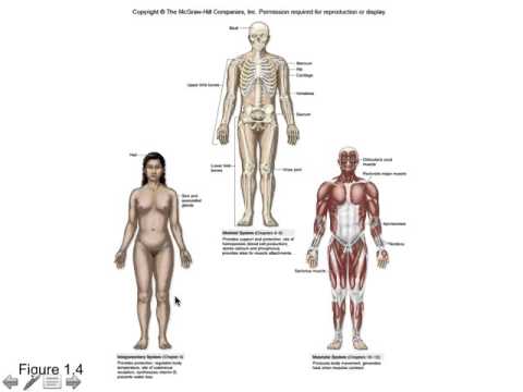 Chapter 1 A First Look At Anatomy