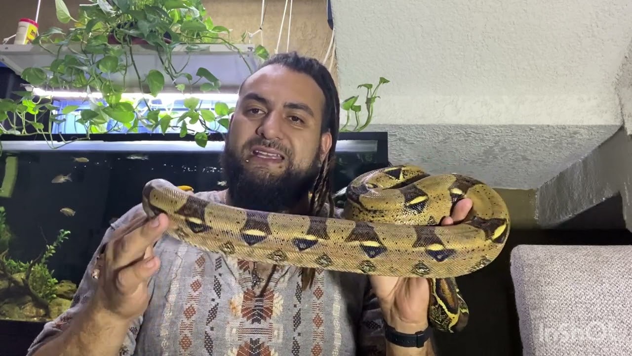 Boa constrictora. Información.