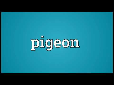 pigeon meaning in English