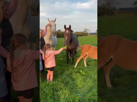 She didn’t know what an apple crunch sounded like 😂 #horse #equestrian #horselife #funnyanimal