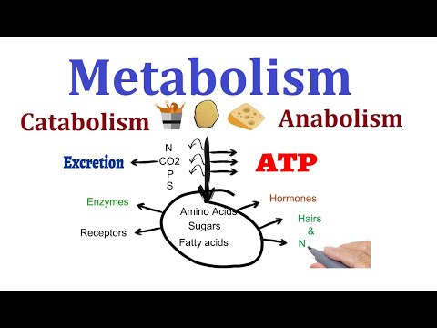 Concept of Metabolism (Catabolism and anabolism)