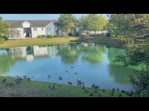 🦆What is group of geese is called ?ans: gaggle.