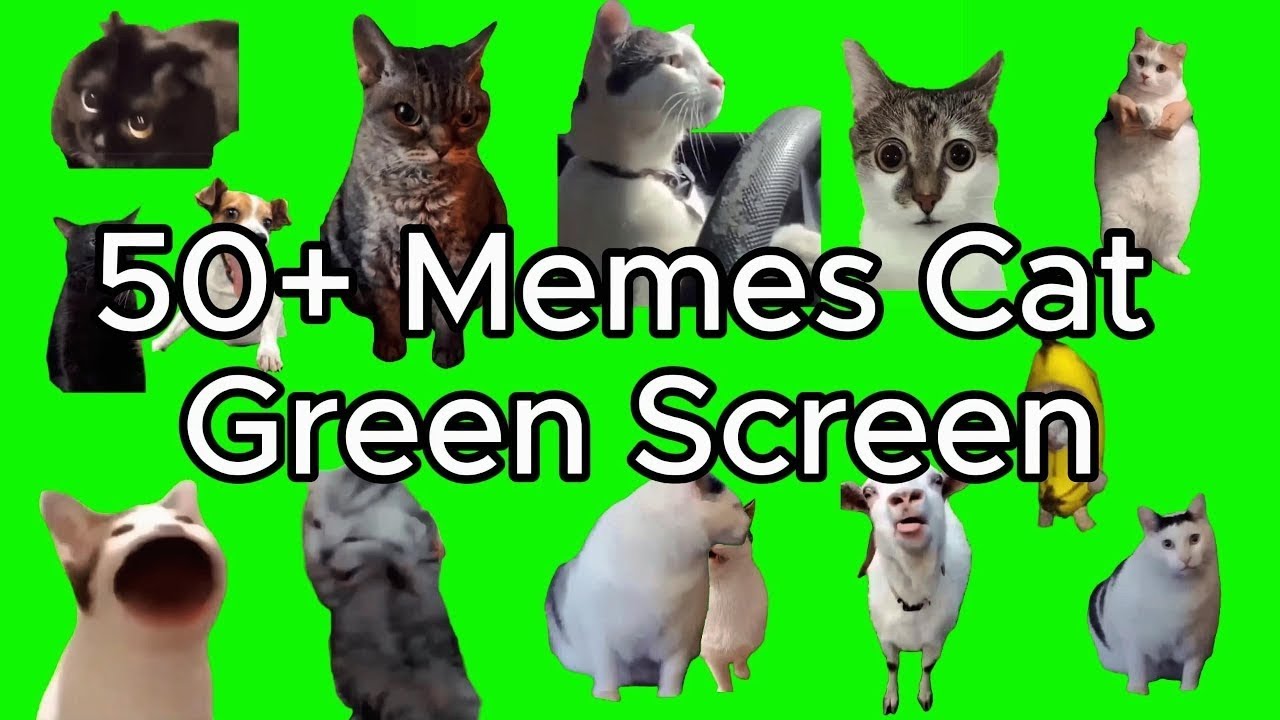 Cat Memes Green Screen || Crazy Cat Memes