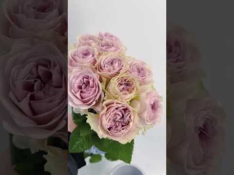 How every roses color makes a difference.💐 #roses
