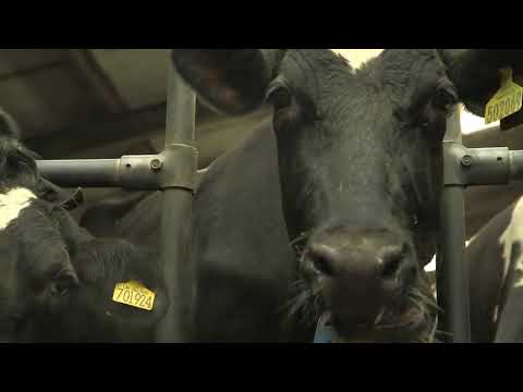 Dairy Cows | RCVS