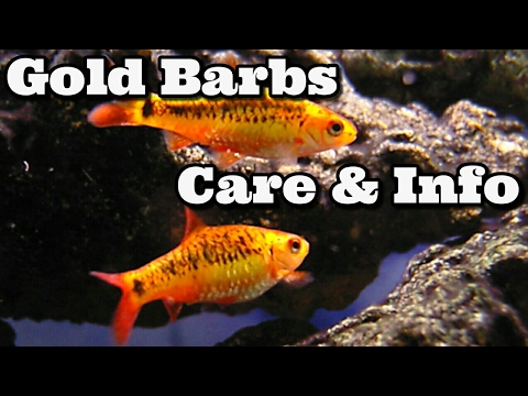 Gold Barb Care and Information Golden Barbs