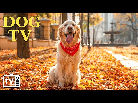DOG TV: Video Entertain Keep Your Dog Calm When Home Alone - 12 Hrs Deep Anti Anxiety Music for Dog