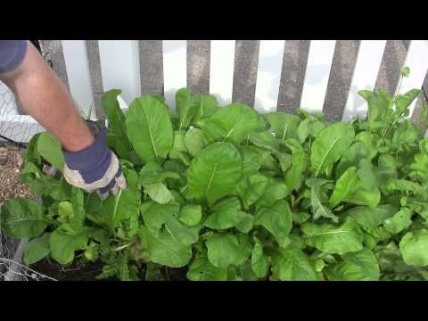 Harvesting Different Lettuce Types