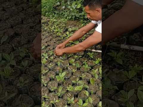 pembibitan biji Pala khas Maluku