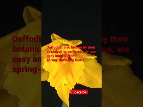 #Daffodil#flower