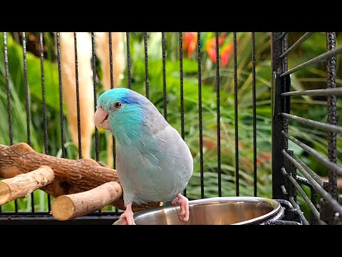 Parrot TV 🦜🌺 Relax To Singing Birds & Nature Sounds 📺 Parrotlet Sounds 🌴