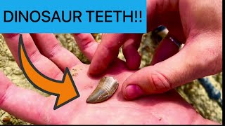 Fossil hunting for dinosaur teeth!! We found fossilized bones, tyrannosaur teeth, and raptor teeth
