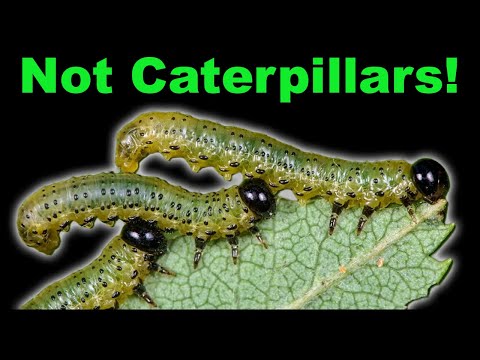 Caterpillar vs Sawfly Larva - Easy Way to Tell Them Apart!