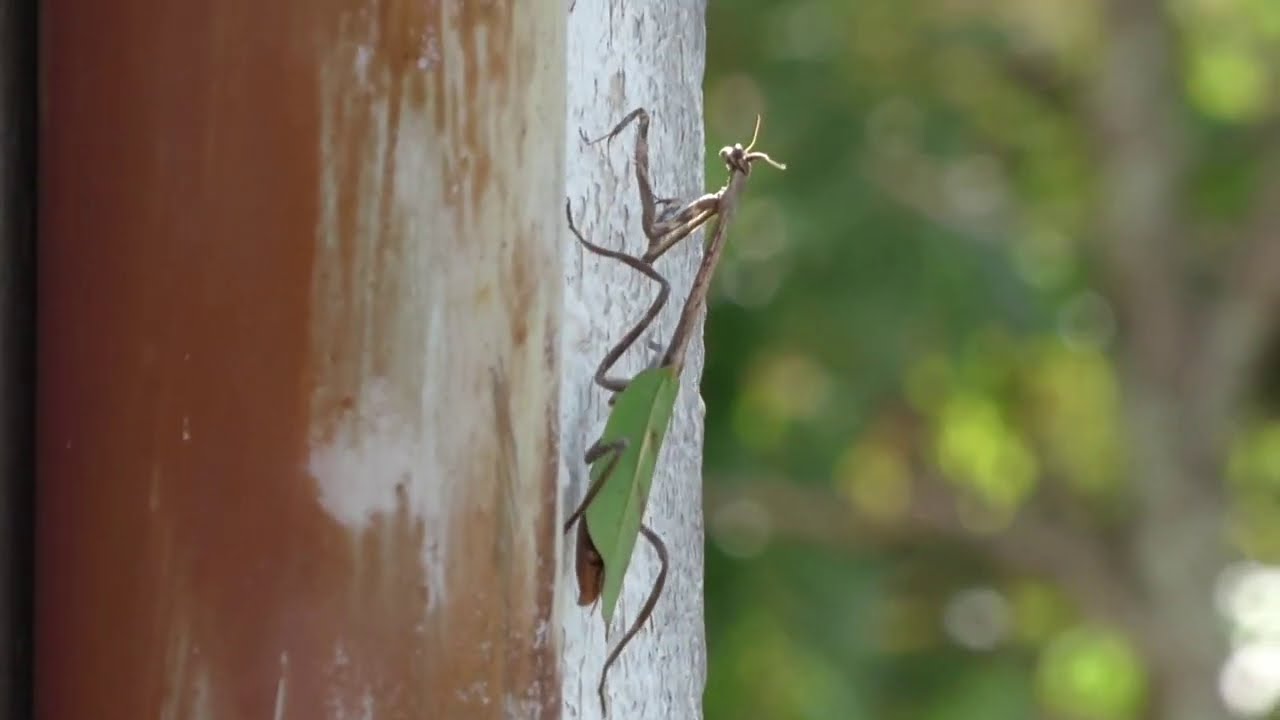 Praying Mantis and bugs -Mantis Religiosa e Insectos Close up