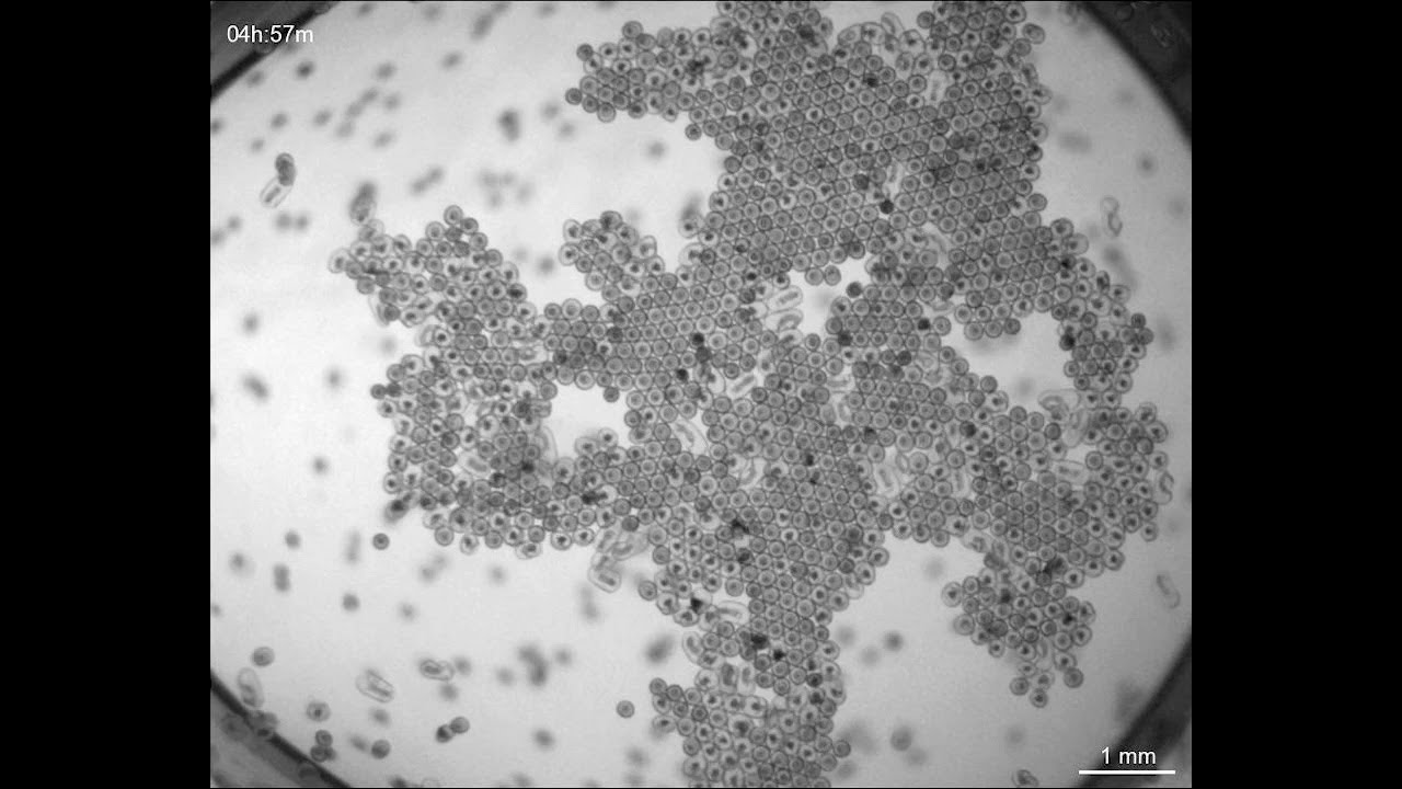 Hyunseok Lee: Topological landscapes for living matter