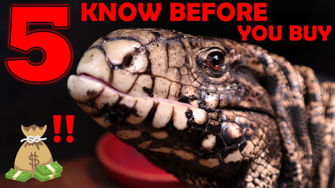 5 Things To Know Before Getting A Tegu
