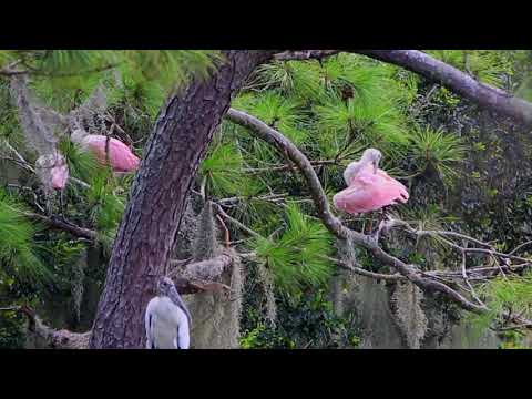 Roseate Spoonbill Biography for Kids at Bird Watching Academy