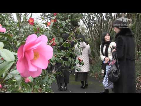 Auckland Botanic Gardens Camellia Collection