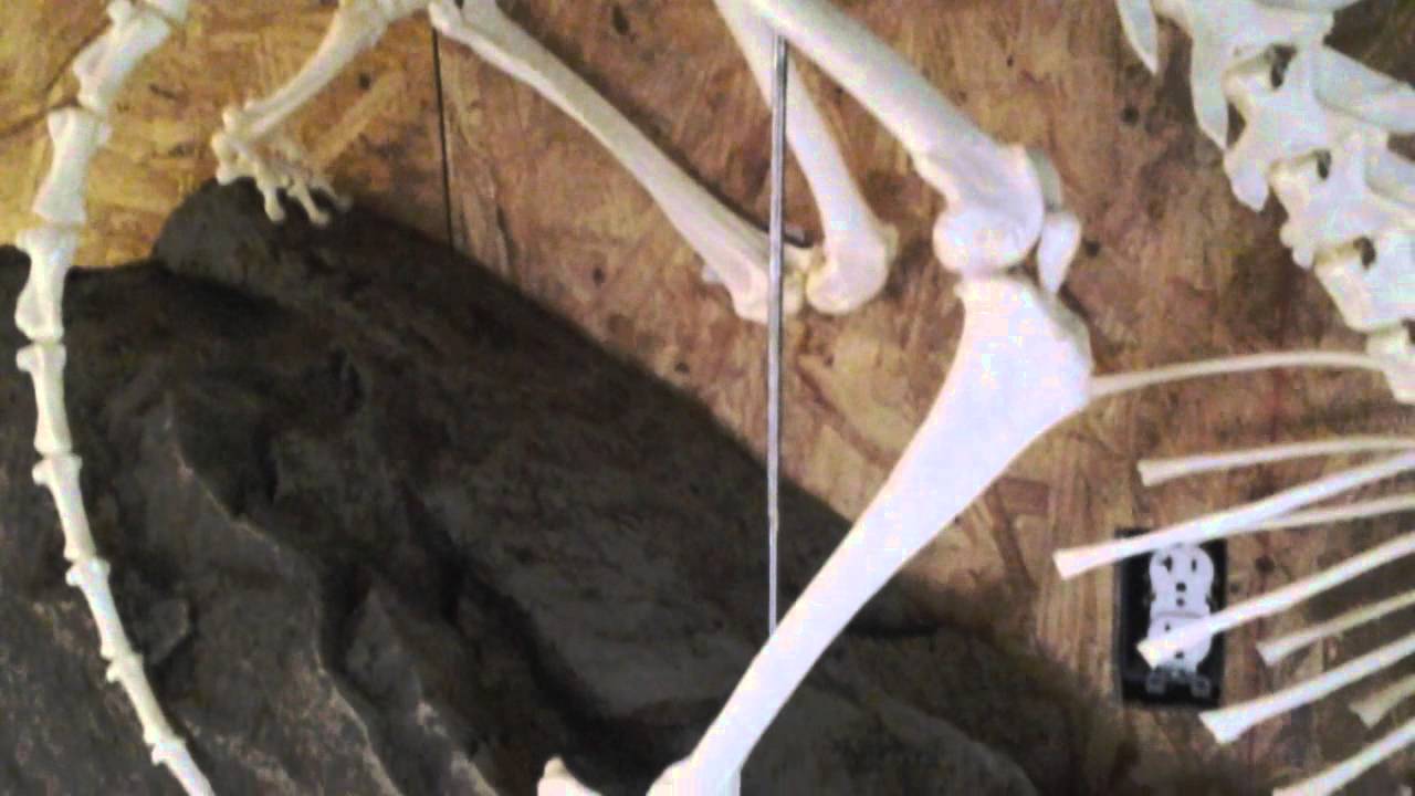 Articulated Cougar Skeleton