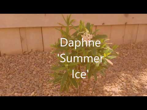 Daphne "Summer Ice" Plant Profile