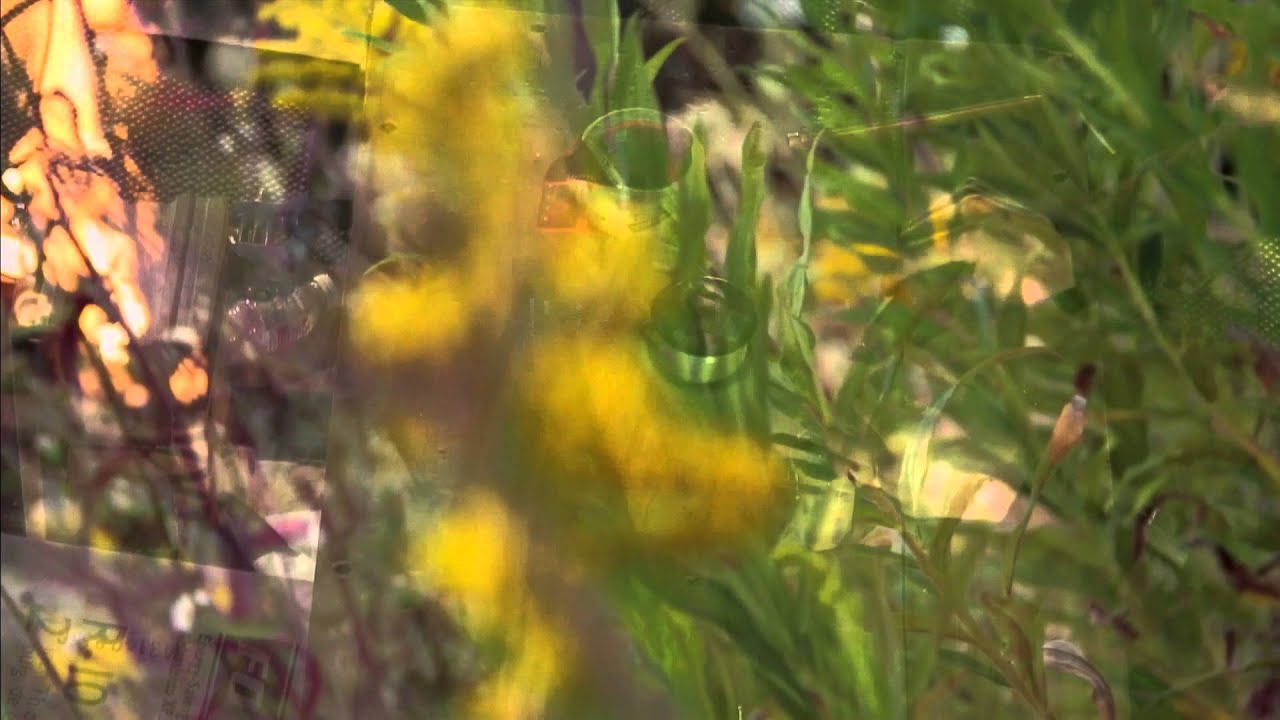 Wild Sound (trailer) by Glenn Kotche