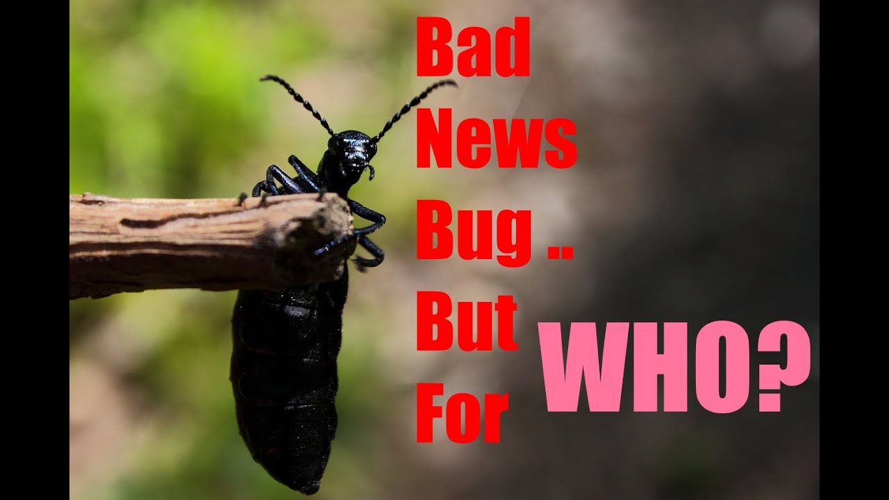 Why Blister Beetles are .. Good ??!