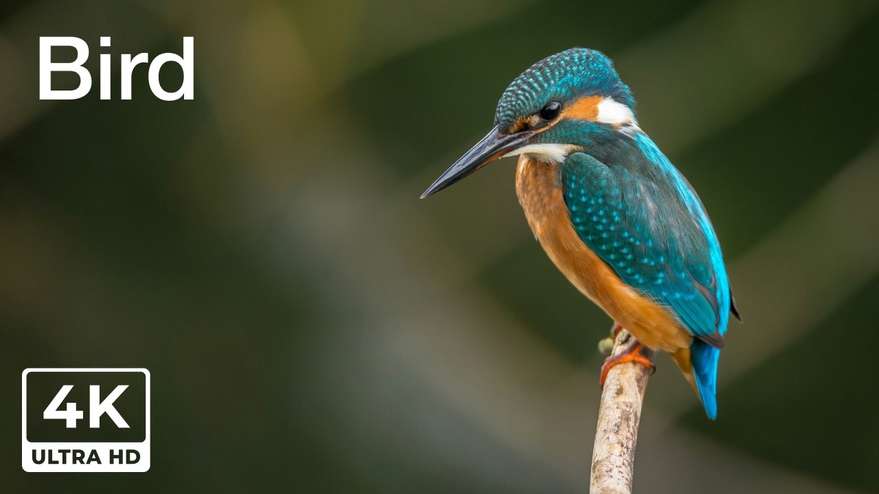 Bird  - 4K Wallpapers Slideshow - 9hours