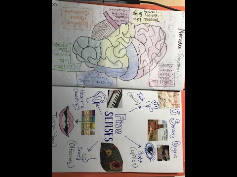 Brain functions and Sensory Organs for kids