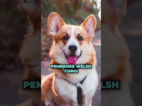 Top 20 Smartest Dog Breeds: Is Your Pup a Canine Genius?