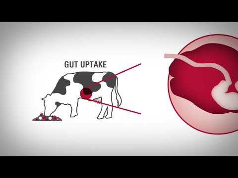 Fully Acidogenic Negative DCAD Diets: How Do They Work to Reduce Hypocalcemia?