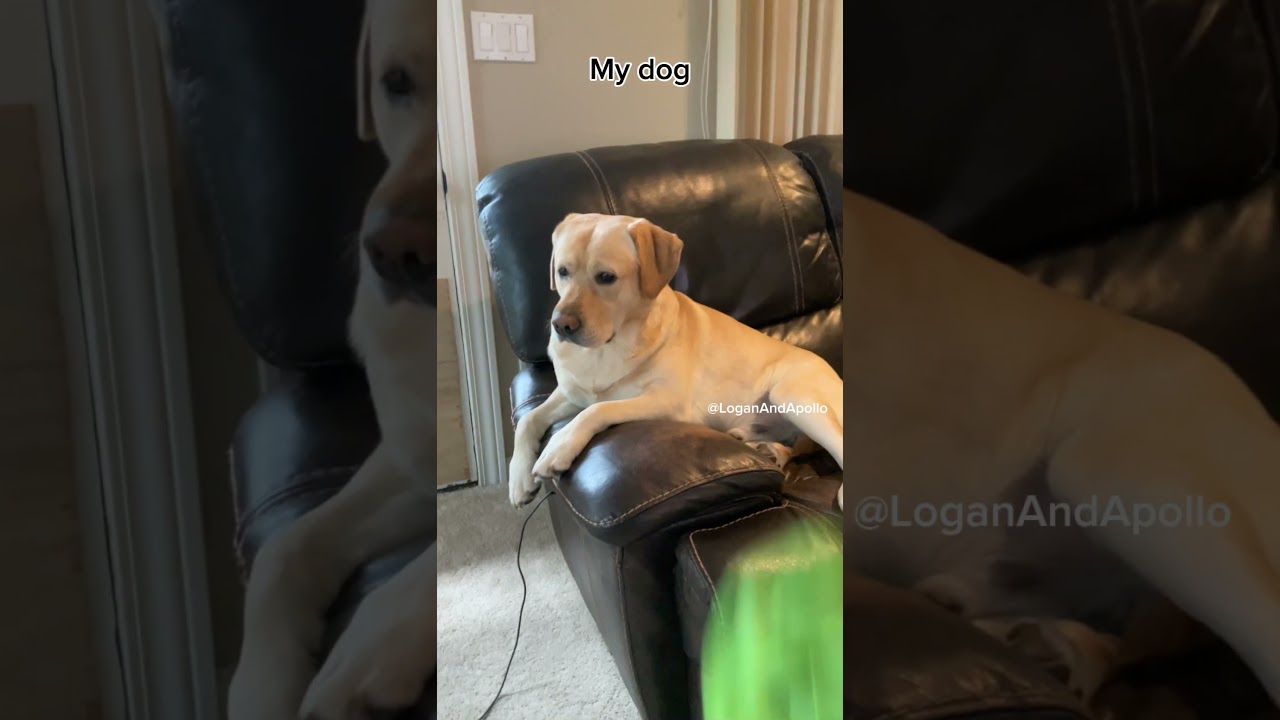 Yellow lab vs lunatic dog 😂 #shorts #viral #dogshorts #labrador #dog #cutedog #fyp #trending  #lab