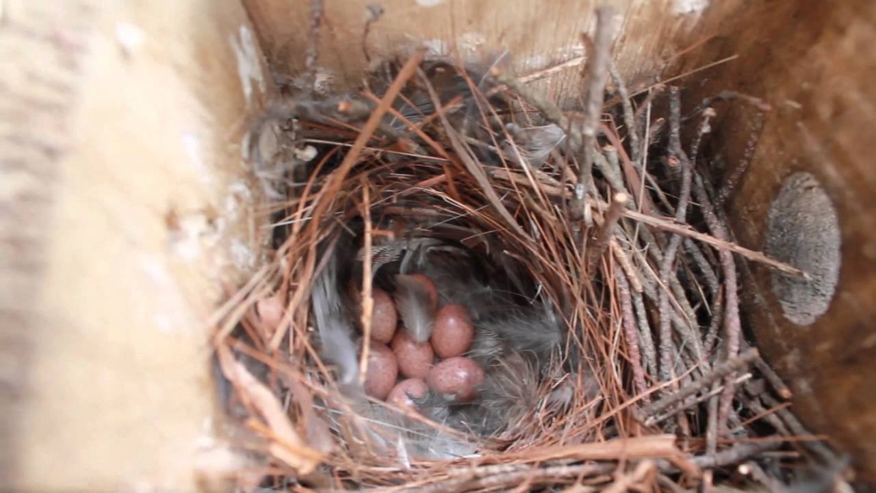Nature 101 | Wren Eggs