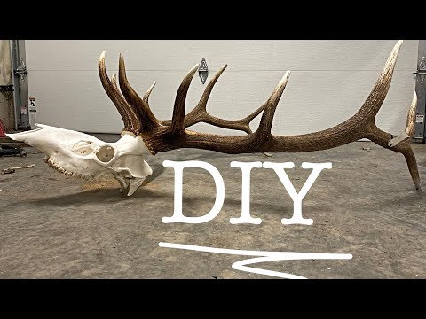 DIY Elk European Mount (Liquid Peroxide Method)