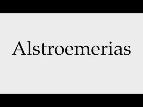 How to Pronounce Alstroemerias
