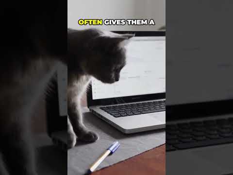 Why Do Cats Love Your Laptop? 😴💻 #catfacts #cat #cats #pets #cute #animals #facts #catsoftiktok