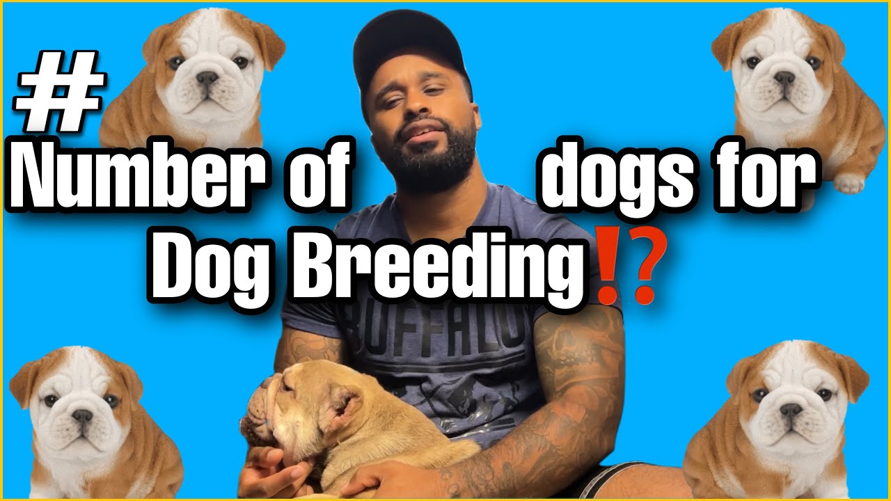 How many dogs should a Dog Breeder have!?
