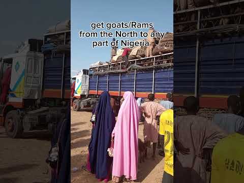 Get goats/sheeps from Kano state Nigeria