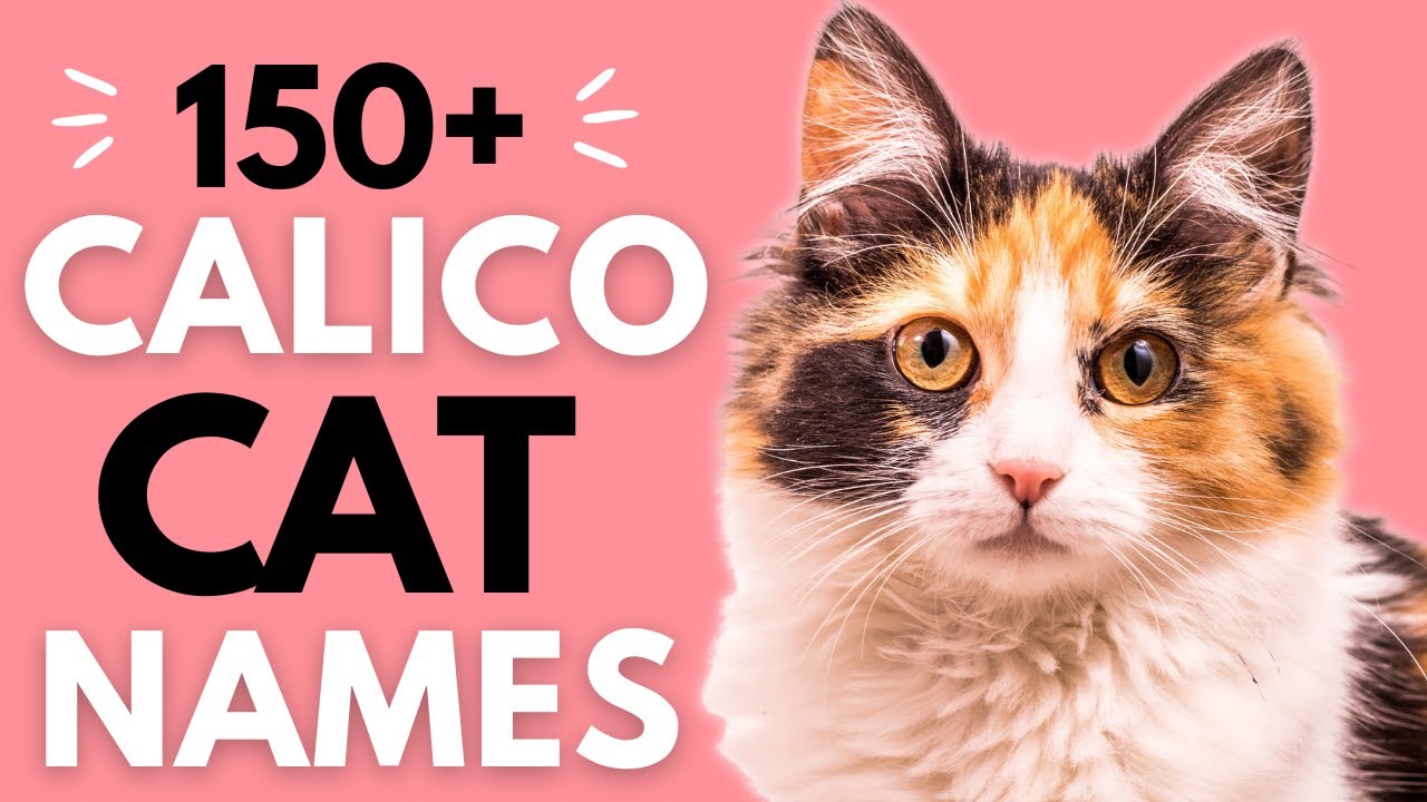 150+ Classy Calico Cat Names | Female Calico Cat Names | Unique Cat Names