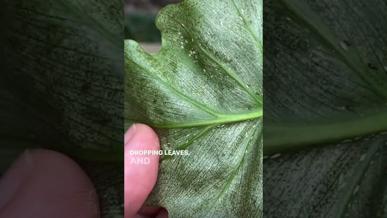 Pest Care for Houseplants: Identifying Common Pests!