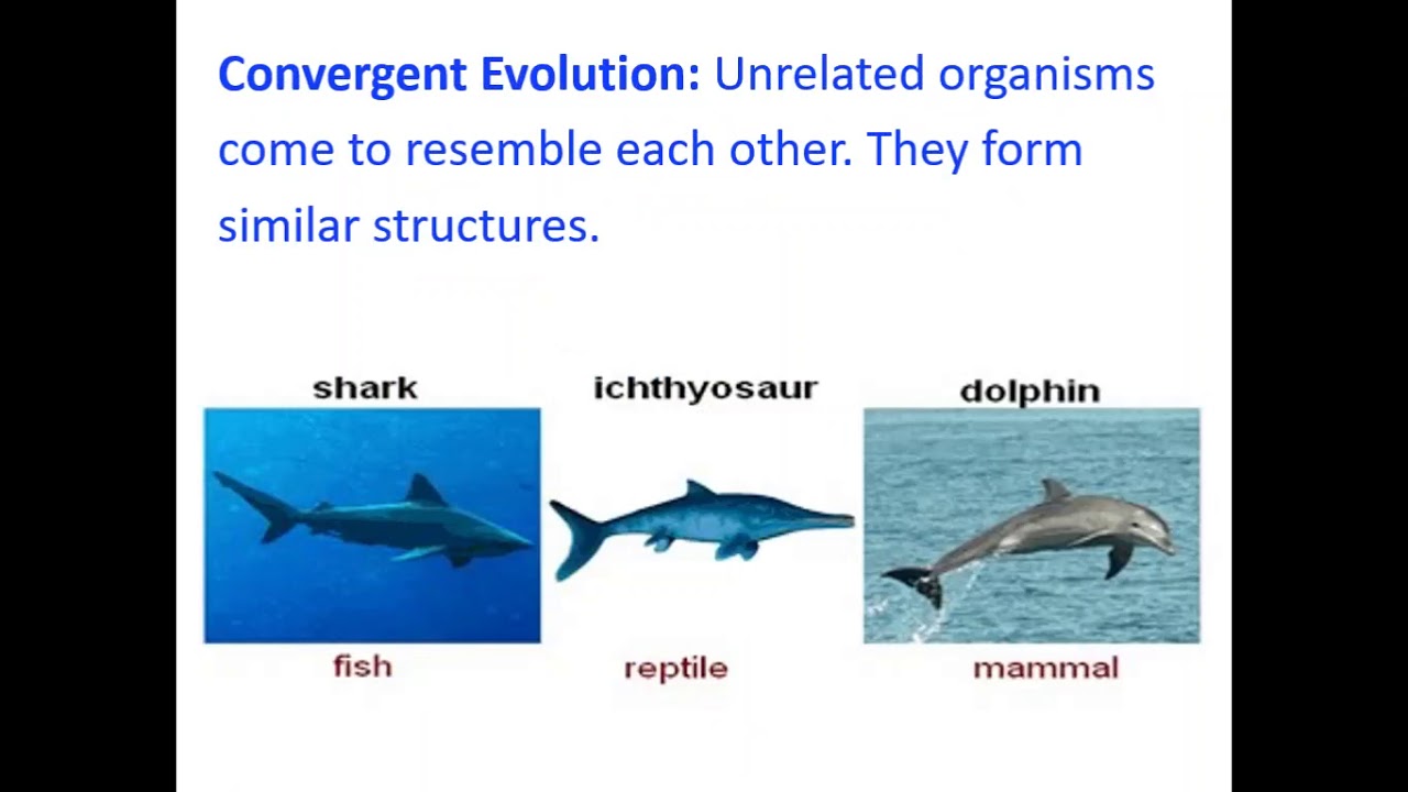 PPT Coevolution, Convergent Evolution, Adaptive Radiation