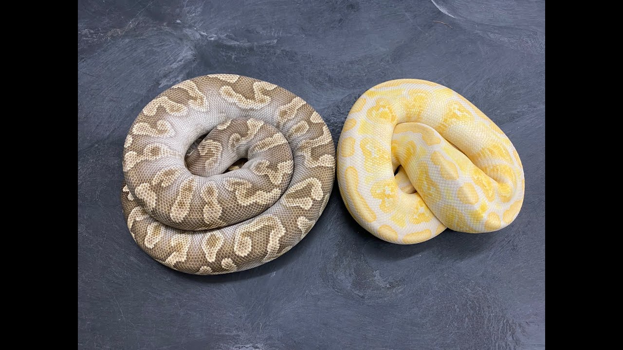 GHI truly is a Gotta Have It ball python morph!