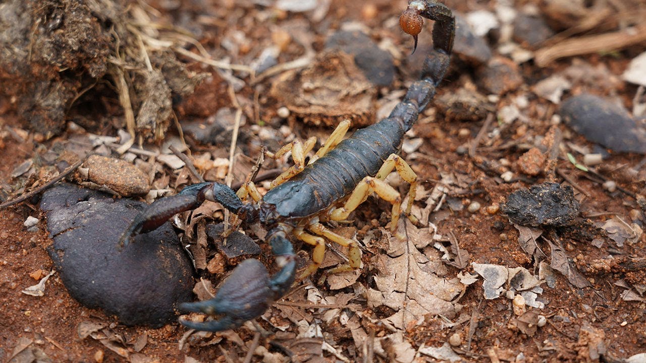 Scorpion (Scorpiones) - Animals - A-Z Animals
