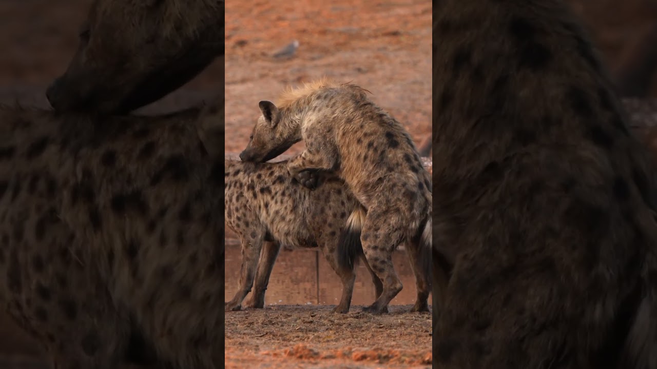 Hyena passes out after happy ending 😂🤣