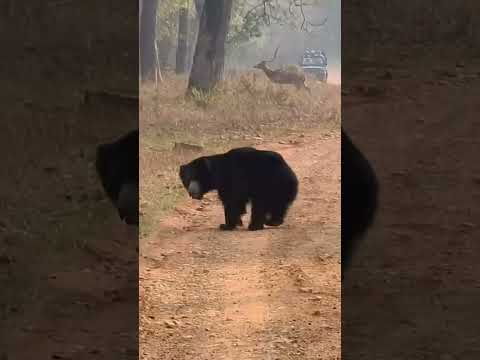 An Angry Sloth Bear at Tadoba Tiger Reserve