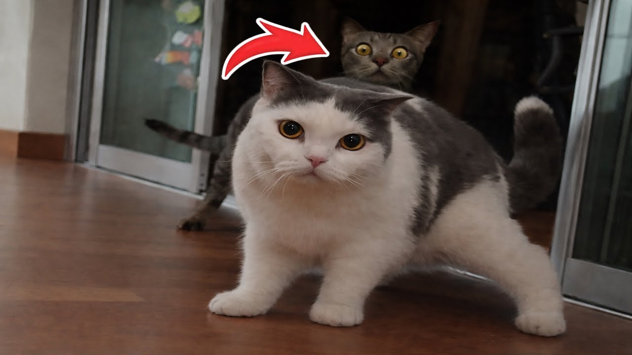 Why Are Cats Like This?